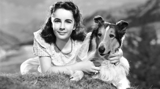 Courage of Lassie (1946) – Mike's Take On the Movies