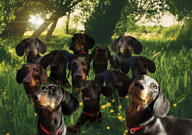 The Pack (1977) – Mike's Take On the Movies