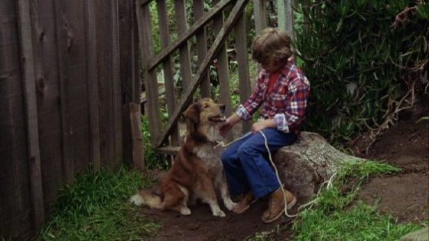 The Pack (1977) – Mike's Take On the Movies
